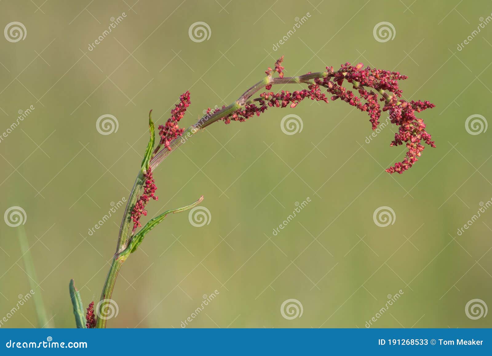 Dock rumex plant stock image. Image of inflorescence - 191268533