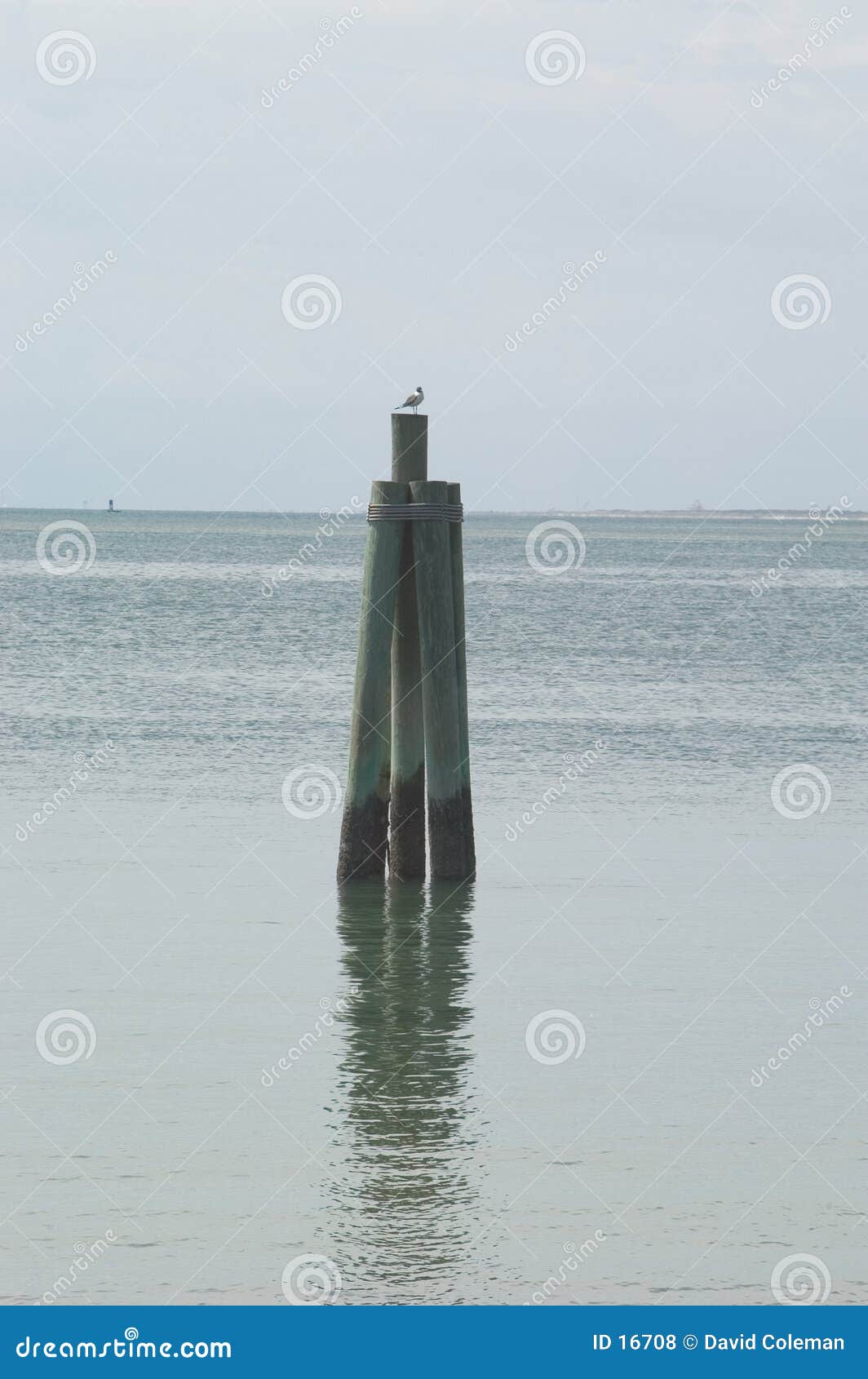 Docking Post stock photo. Image of vacation, perch, carolina - 16708