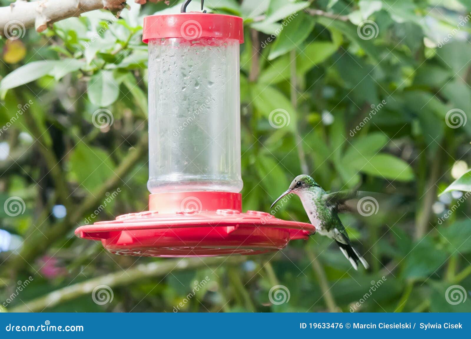 Doctor bird, female stock photo. Image of feeding, bird - 19633476