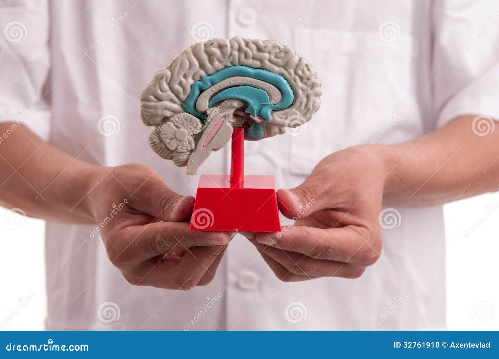 Doctor with Brain Model in His Hands Stock Photo - Image of cortex ...
