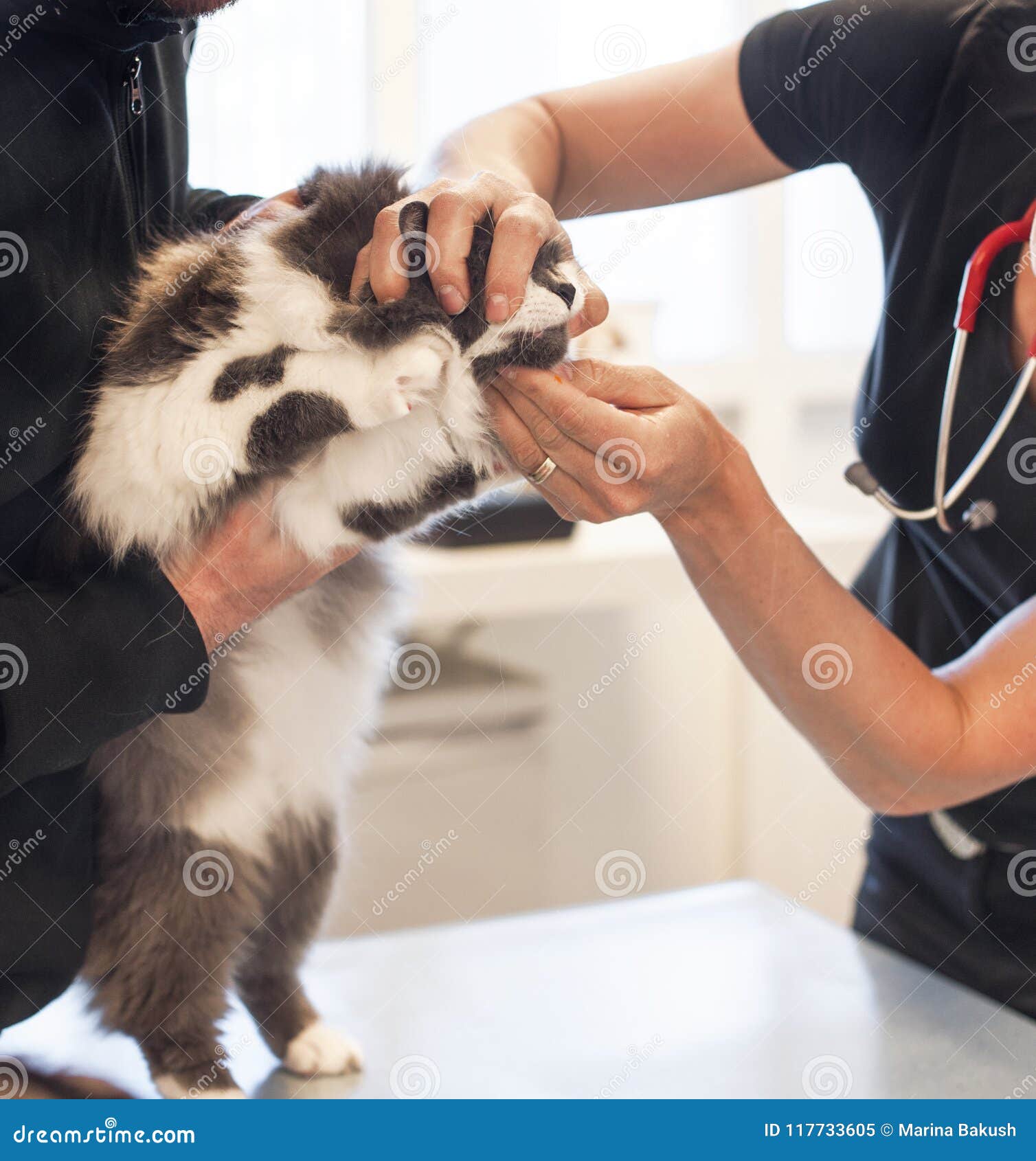 The Doctor Examines the Cat in the Clinic. Stock Image - Image of ...
