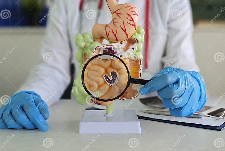 Doctor Examines Model of Digestive System Using Magnifying Glass Stock ... Doctor Examines Model of Digestive System Using Magnifying Glass Stock ...