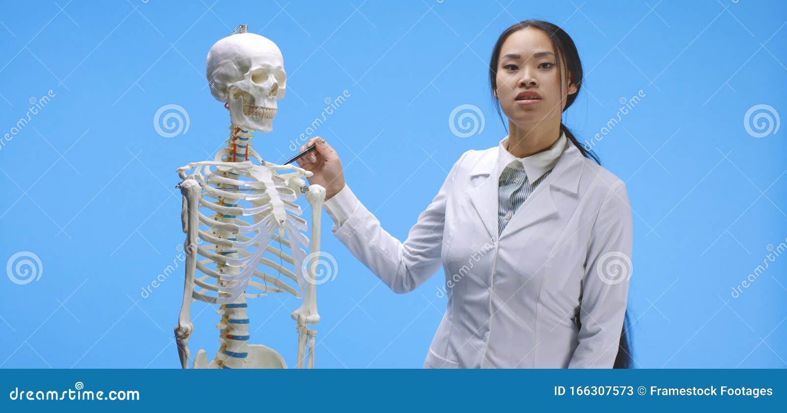 Doctor Explaining Anatomy with Skeleton Stock Image - Image of ...