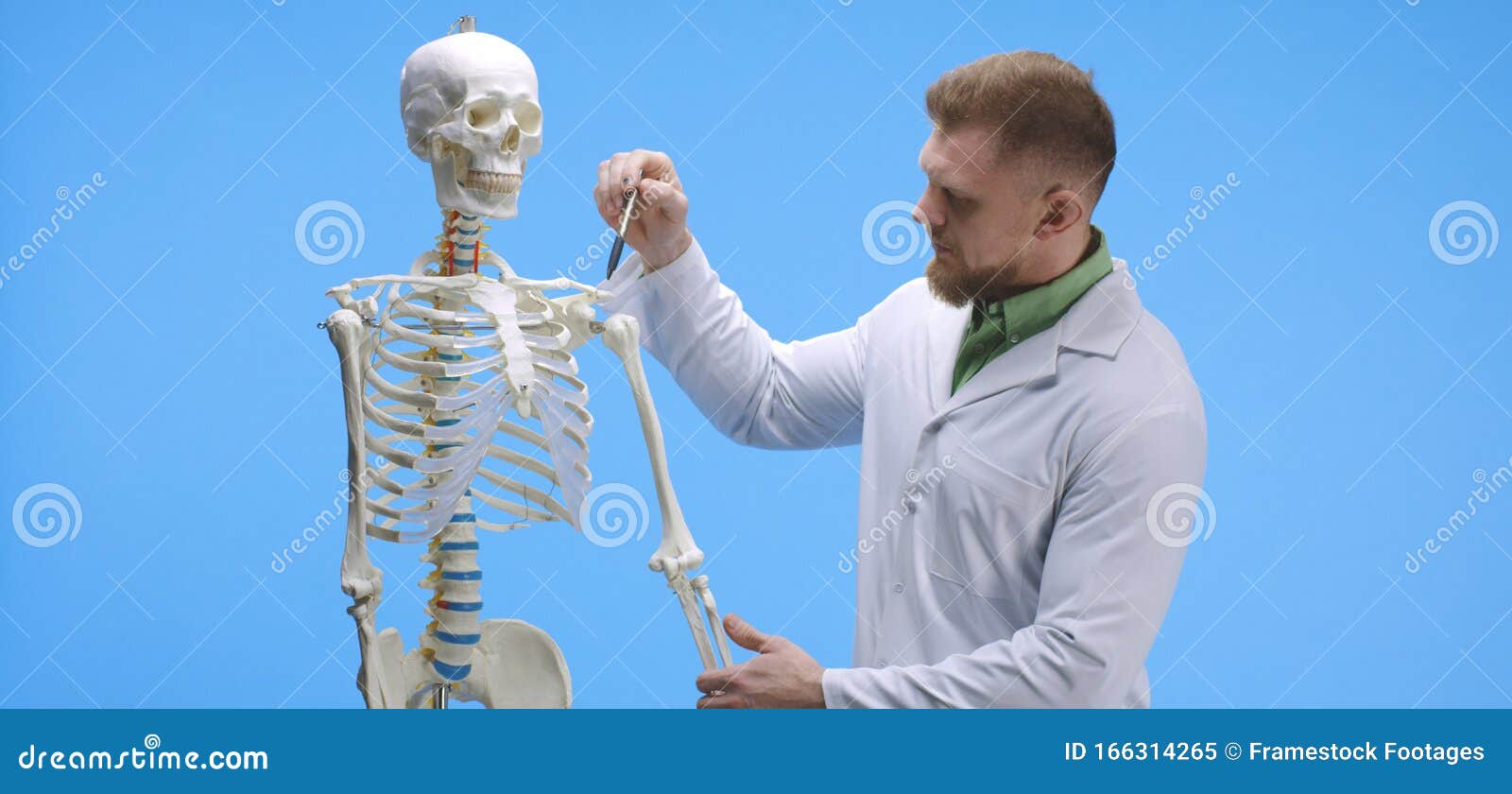 Doctor Explaining Anatomy with Skeleton Stock Image - Image of ...