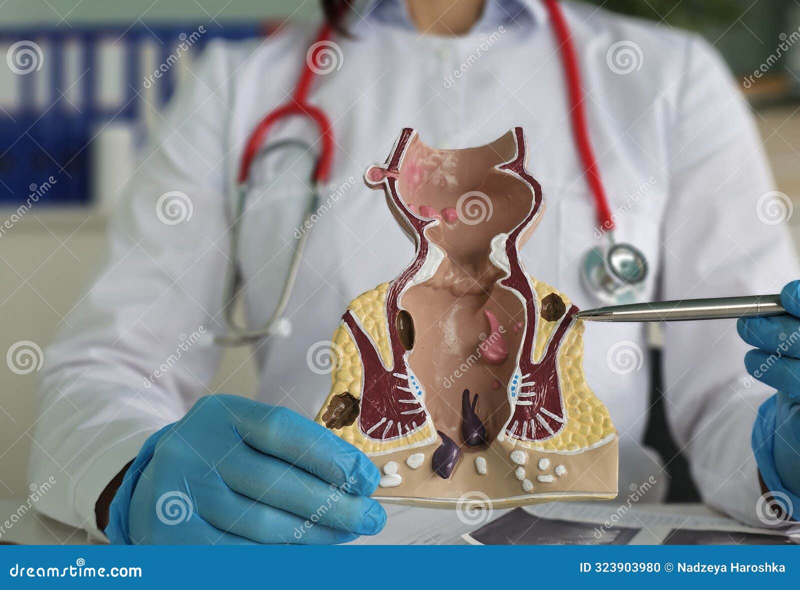 A Doctor Explains the Anatomy of the Rectum and Anus Using a Model Concept Stock Photo - Image ...