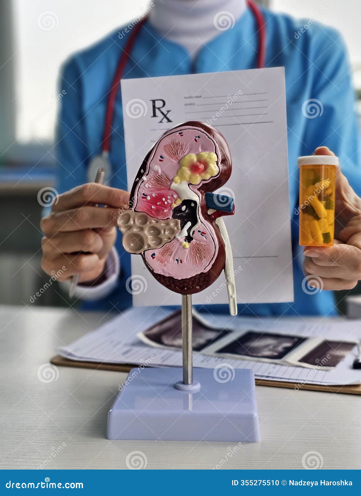 Doctor Explains Kidney Function Using Model and Medication Stock Photo ...