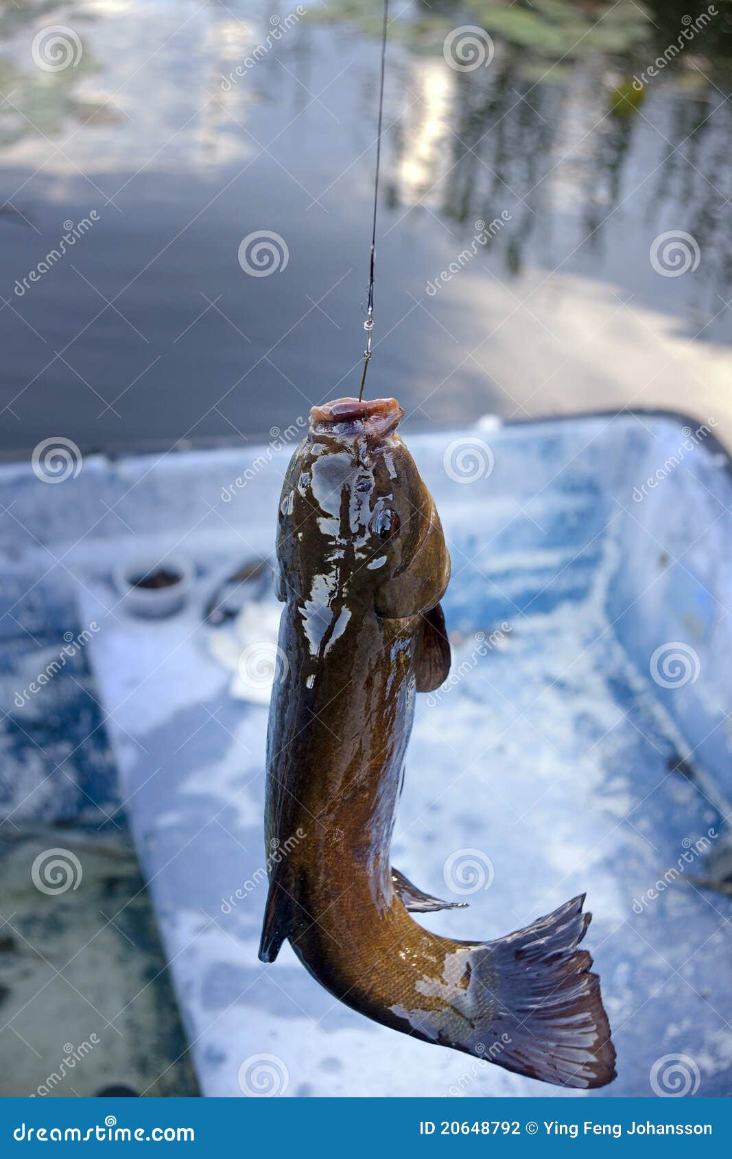 Doctor fish stock photo. Image of bass, lake, line, hanging - 20648792
