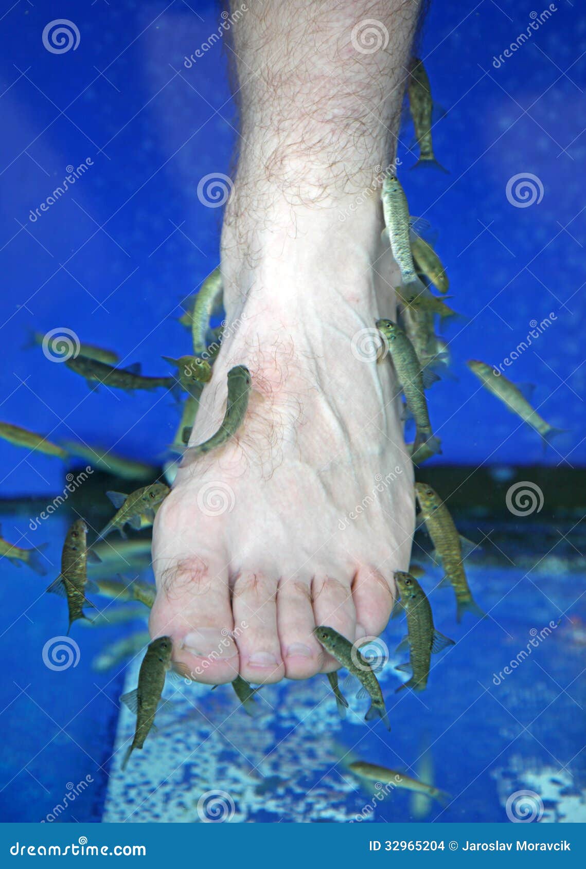 Doctor fish - fisha spa stock photo. Image of effects - 32965204