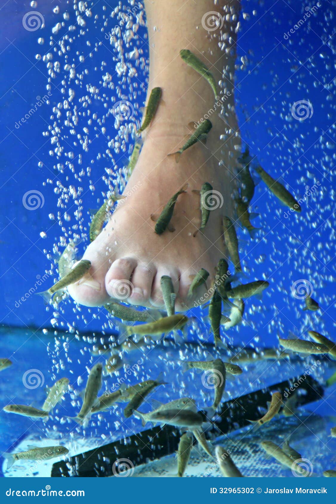 Doctor fish - fisha spa stock photo. Image of rufa, effects - 32965302