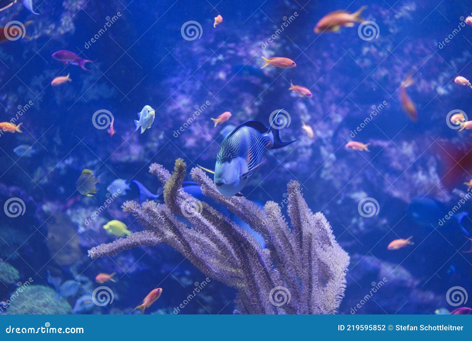A Doctor Fish is Swimmin in a Fish Tank in the Zoo Stock Photo - Image ...