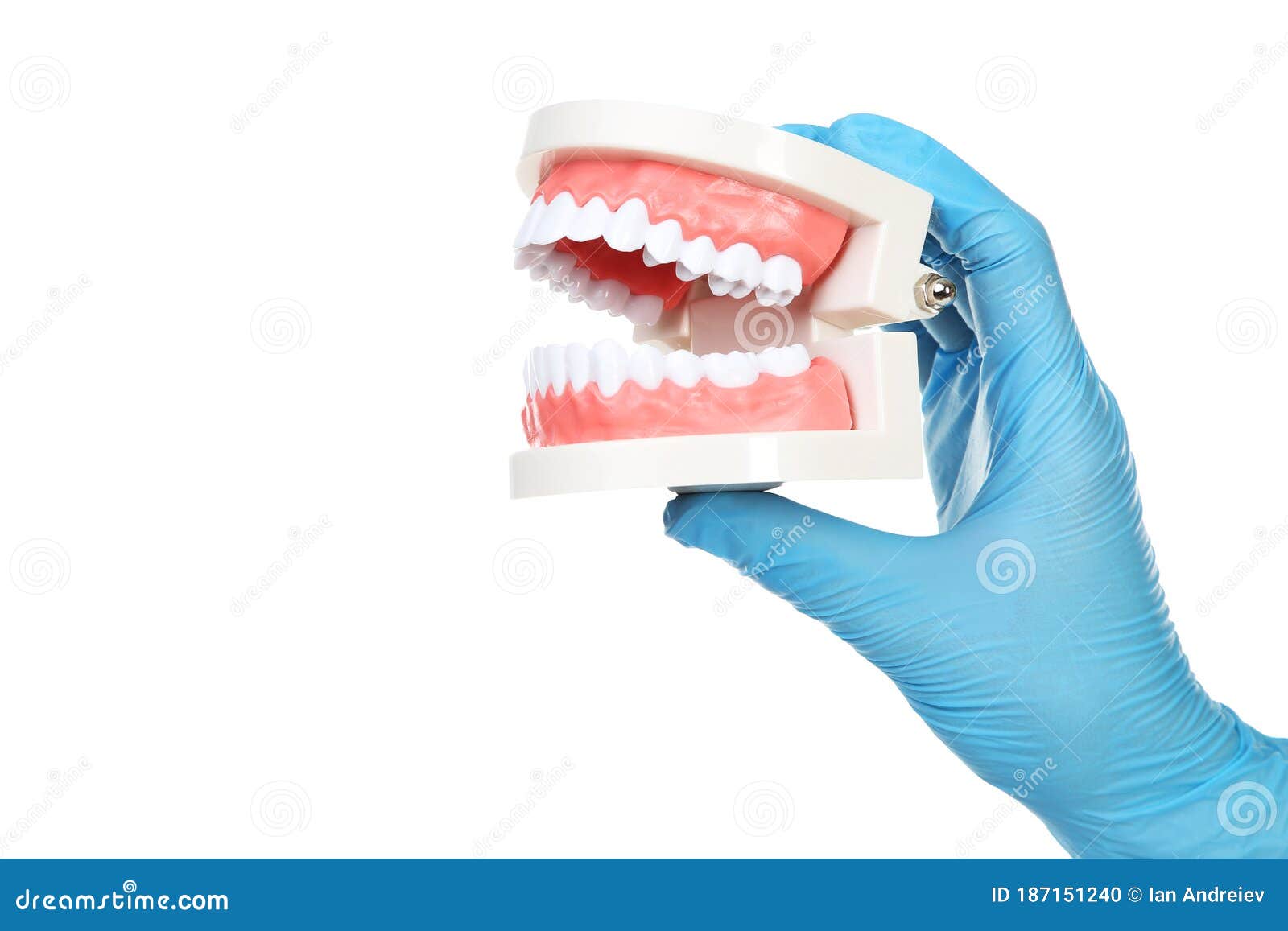 Hand in Glove Holding Teeth Model Stock Photo - Image of dentist, hand ...