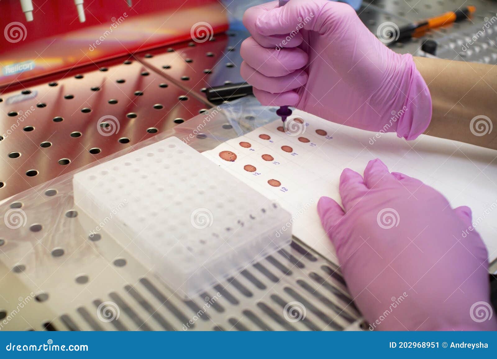 A Doctor in the Laboratory Analyzes the Reproductive System. Stock ...