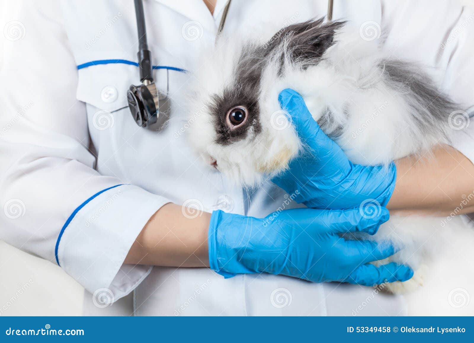 Doctor with a rabbit stock photo. Image of mammal, veterinary - 53349458