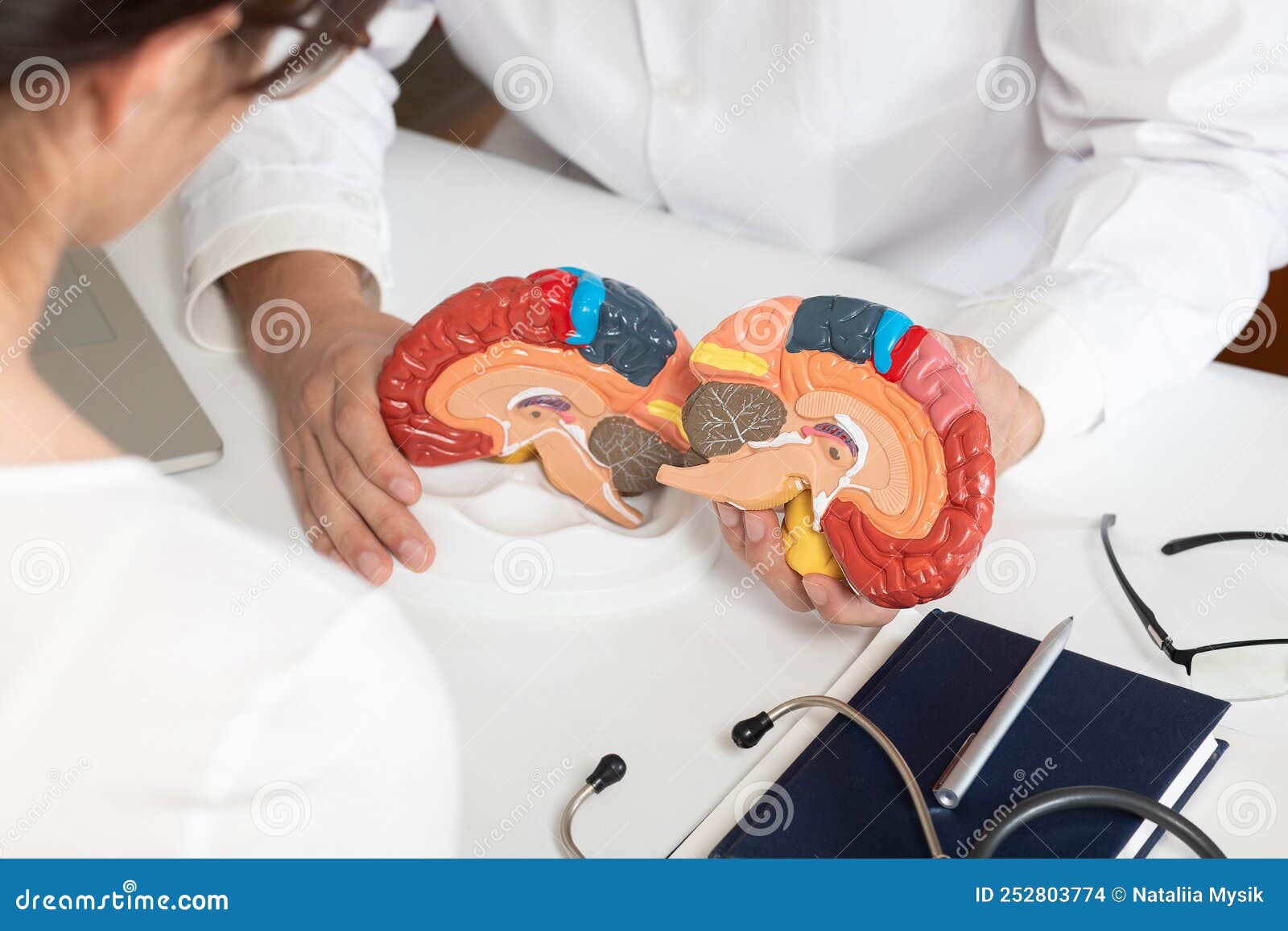 Doctor Showing Model of Brain Function To Patient Stock Photo - Image ...