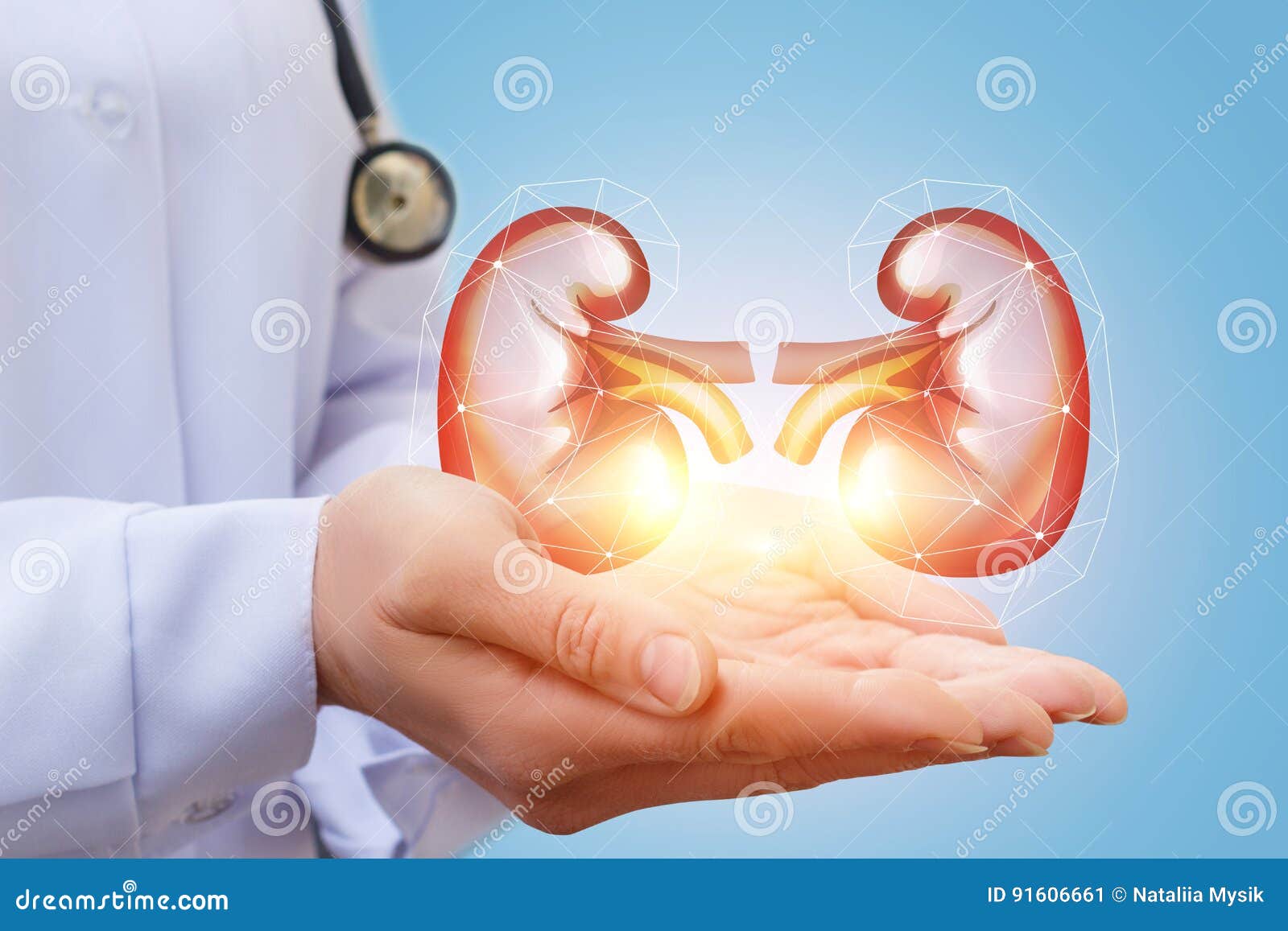 Doctor shows kidney. stock image. Image of hospital, demonstration ...