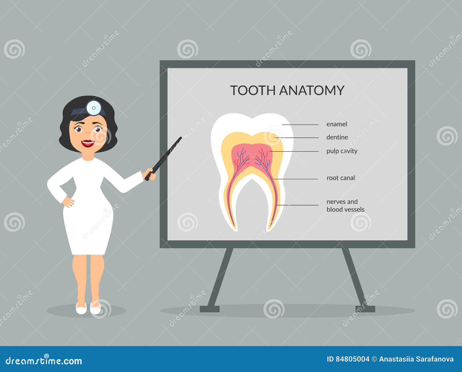The Doctor Shows the Structure of the Human Tooth. Dentist on ...