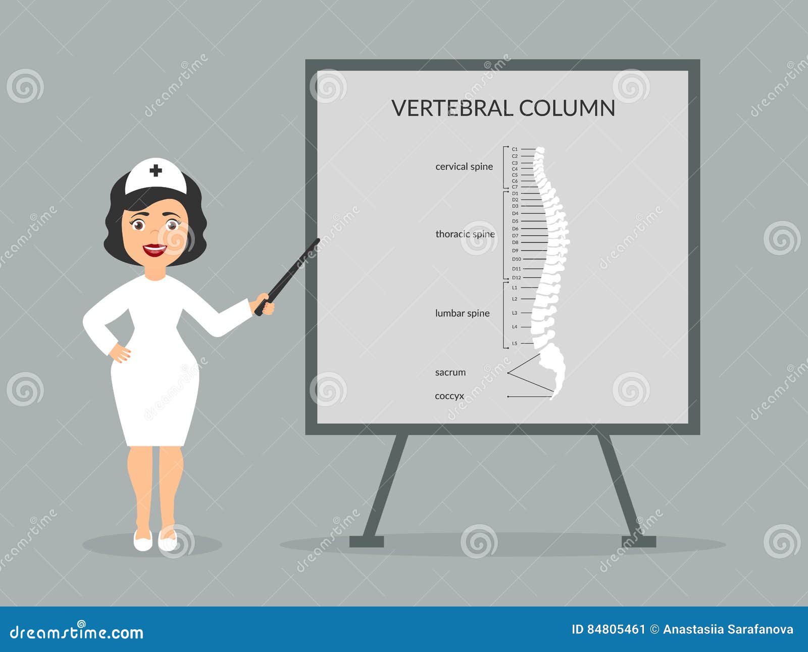 Structure Of The Vertebral Column. Intervertebral Discs And Spinal Cord ...