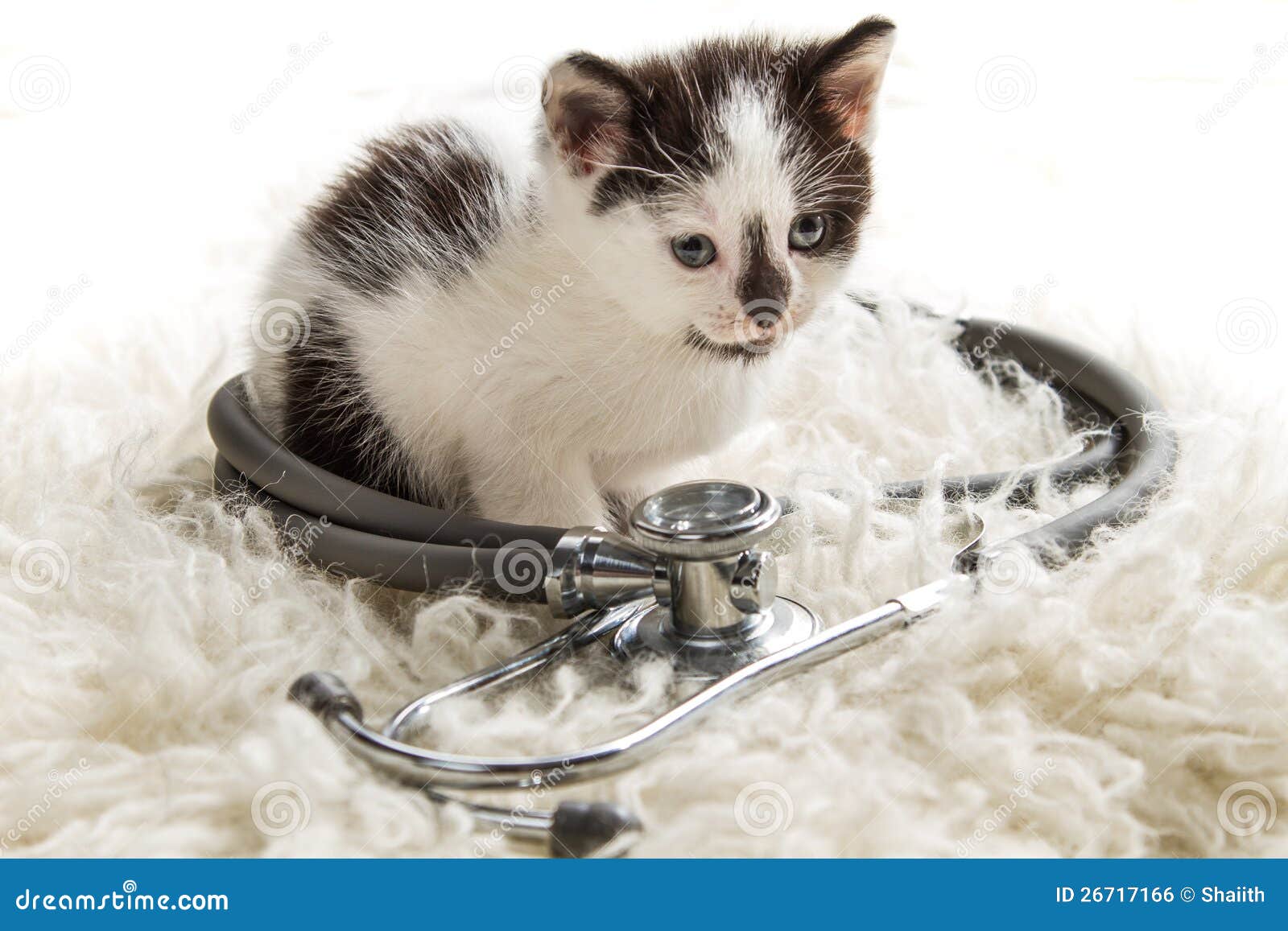Doctor for small kittens stock photo. Image of stethoscope - 26717166