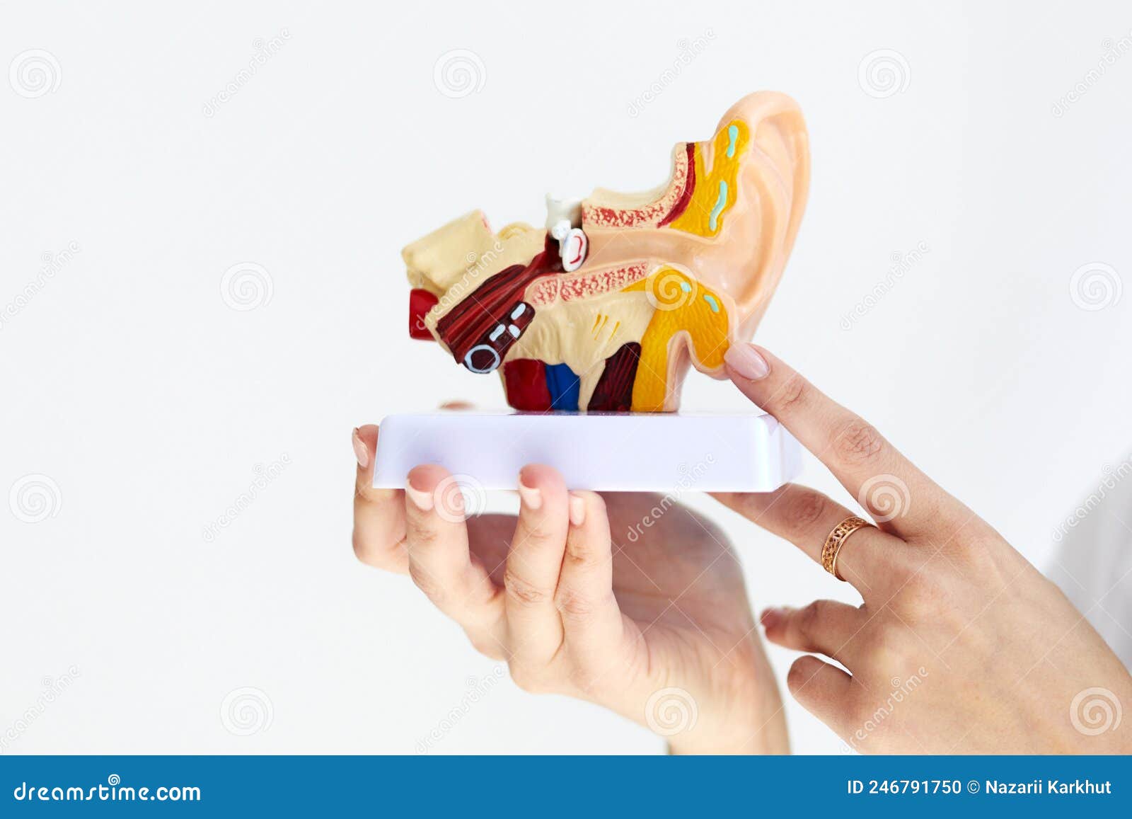 Doctor Telling and Showing Internal Structure of Ear Stock Photo ...