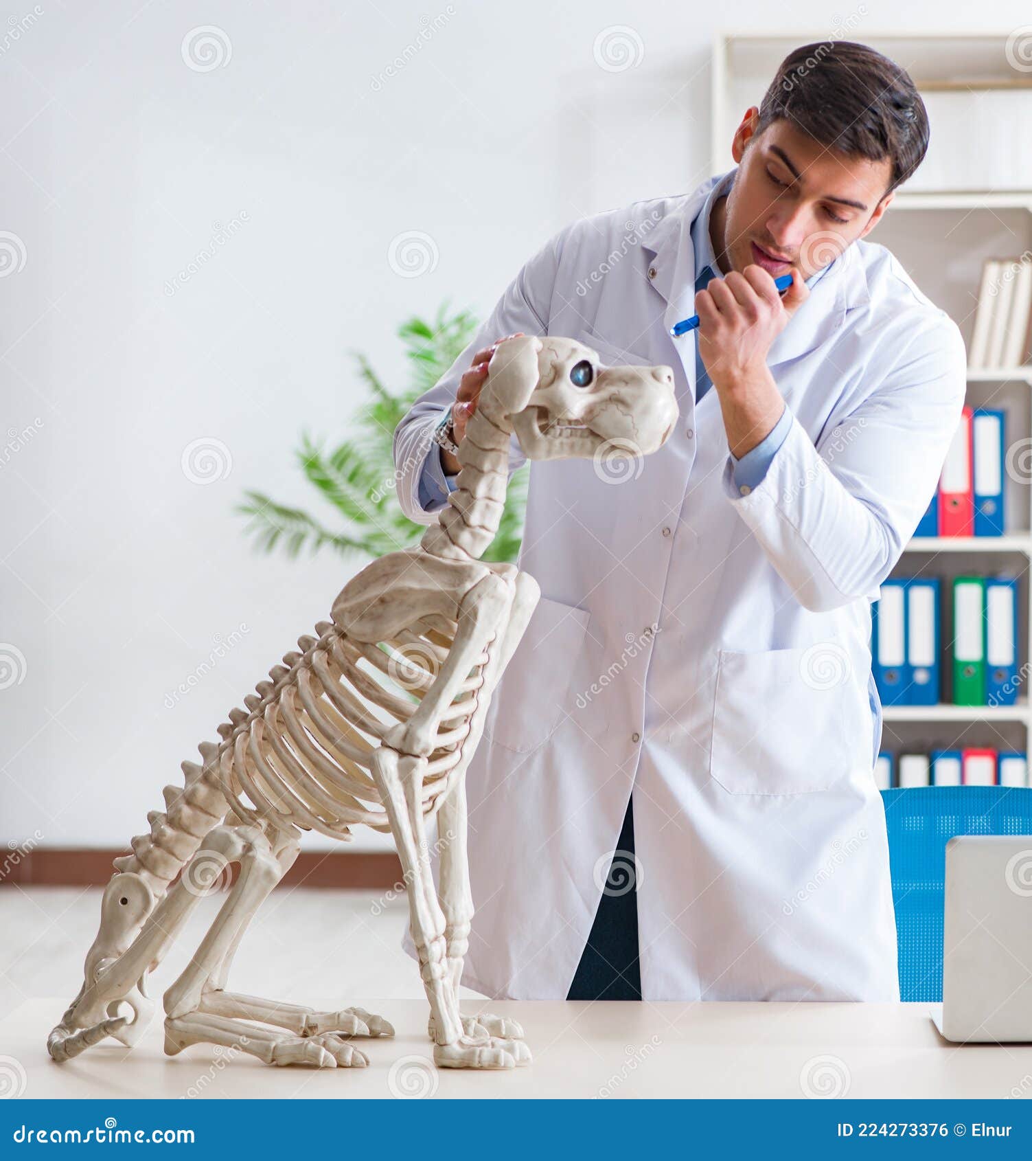 Doctor Vet Practicing on Dog Skeleton Stock Photo - Image of exam ...