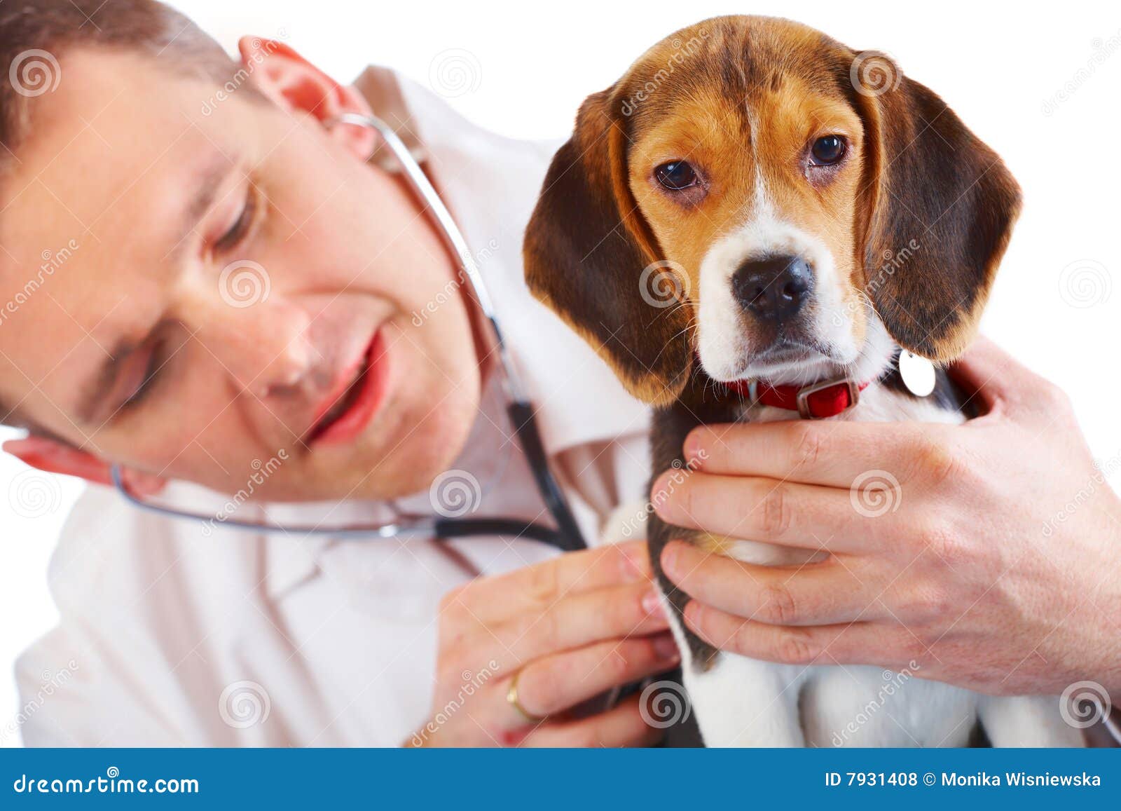Doctor Veterinario Y Un Perrito Del Beagle Foto de archivo - Imagen de ...