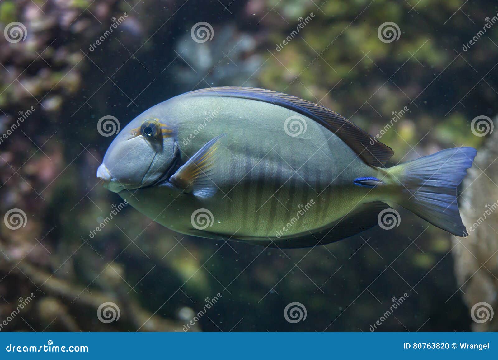 Doctorfish Acanthurus Chirurgus Stock Photo - Image of natural, nature ...