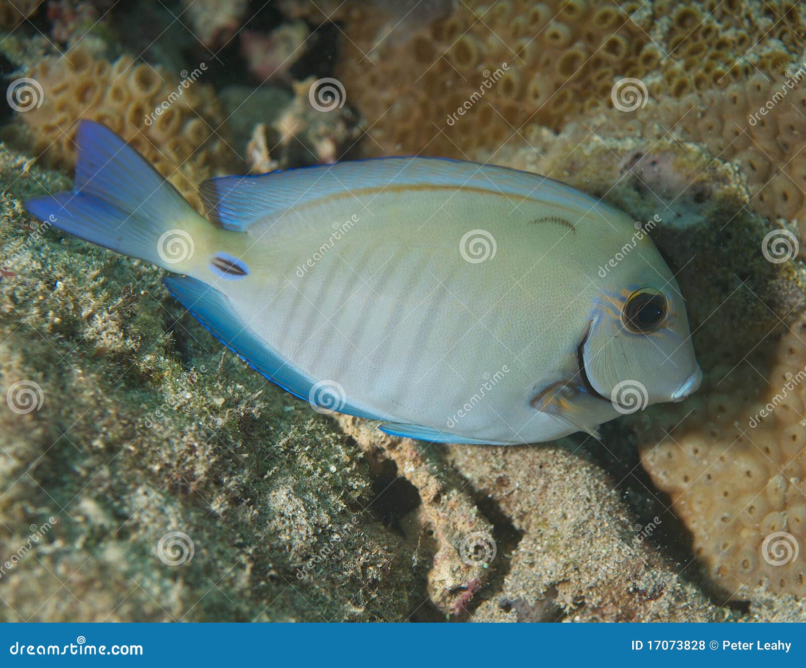 Doctorfish on a Reef stock photo. Image of reef, icthyology - 17073828