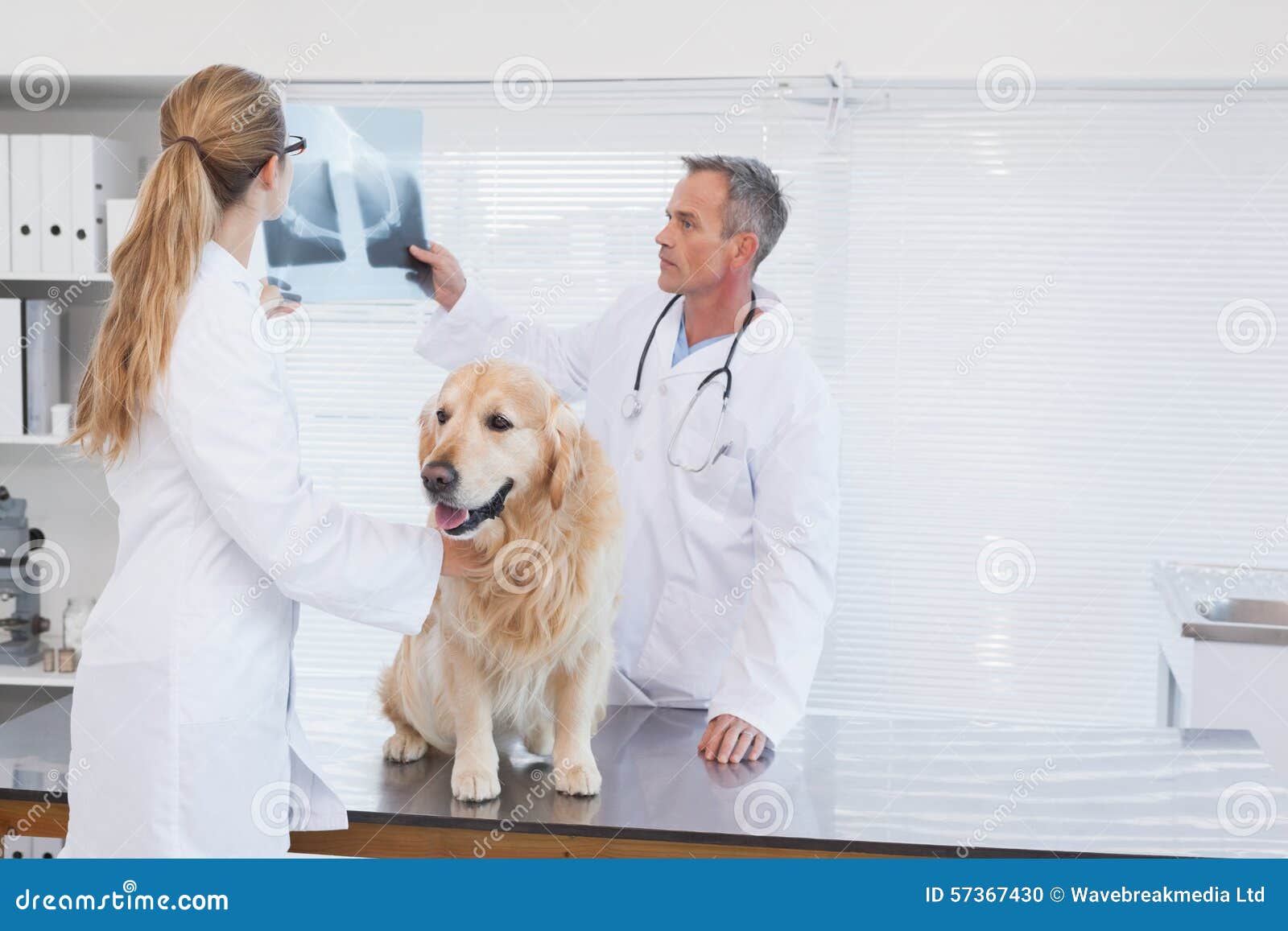 Doctors Checking Up on a Labrador Stock Photo - Image of expertise ...