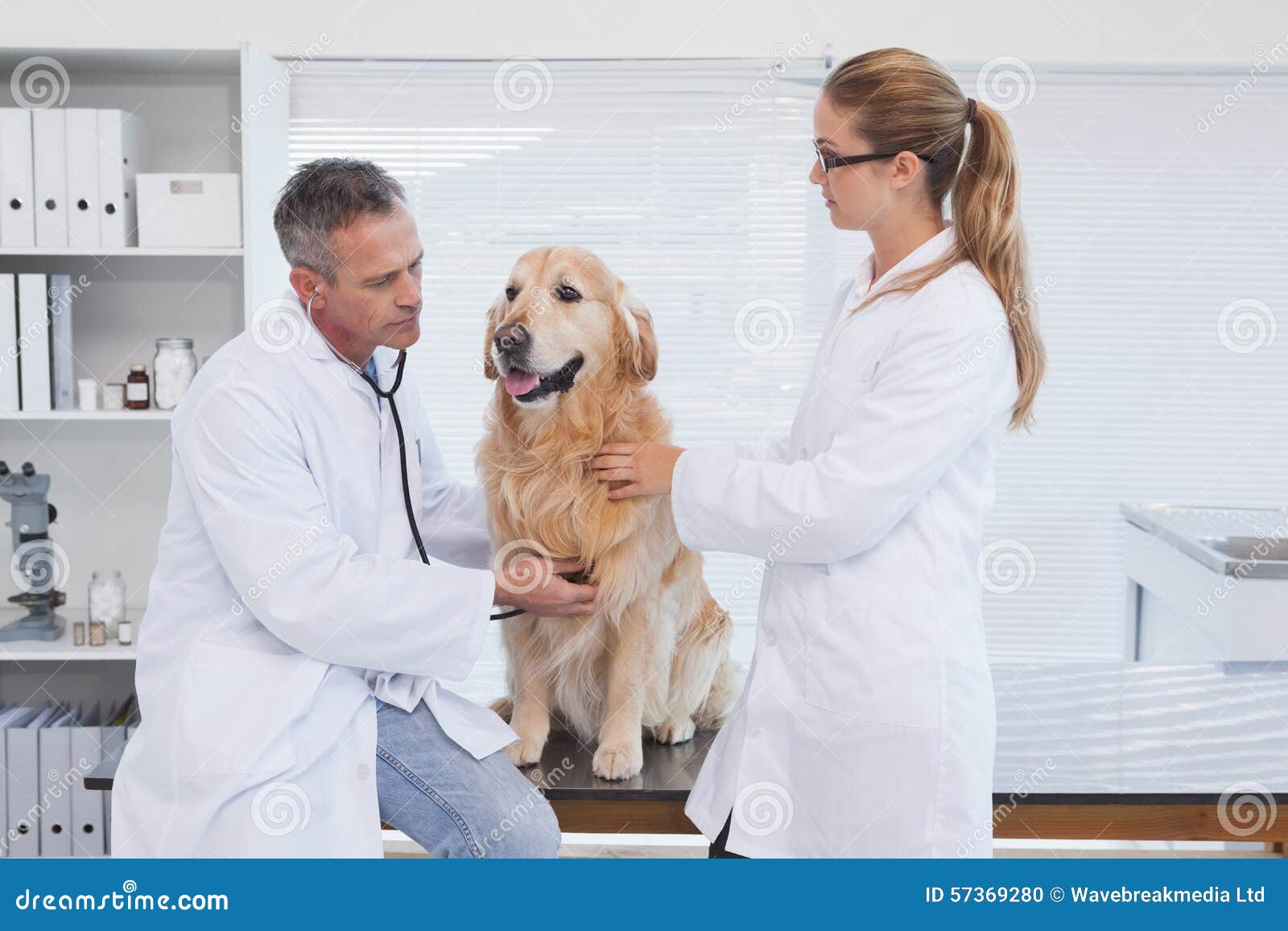 Doctors Checking Up on a Labrador Stock Photo - Image of hospital ...