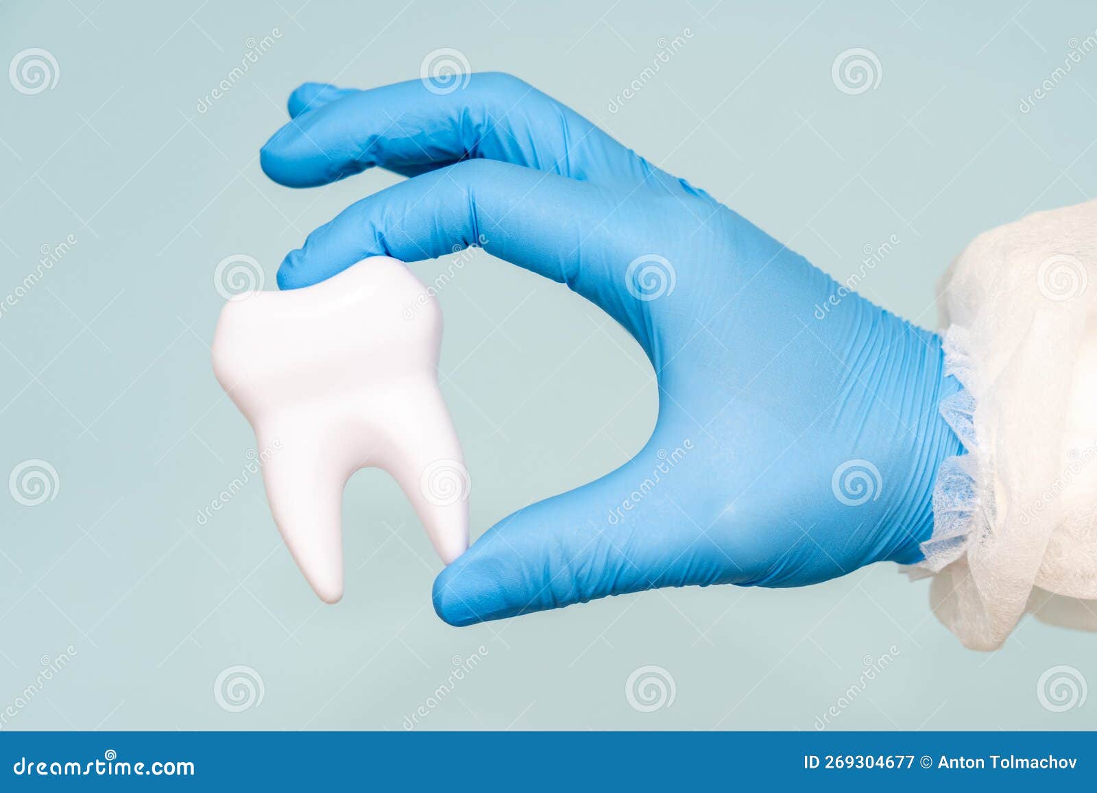 Doctors Hand Holding a Model of Tooth. Dentist Stock Image - Image of ...