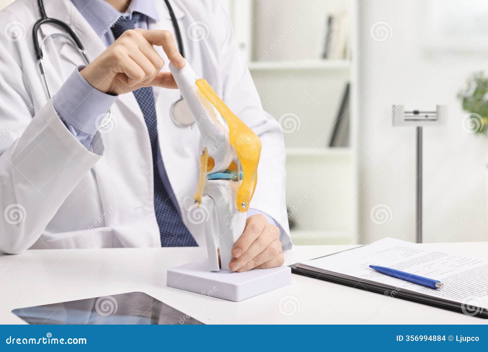 Doctors Office with a Knee Bone Model Stock Photo - Image of ...