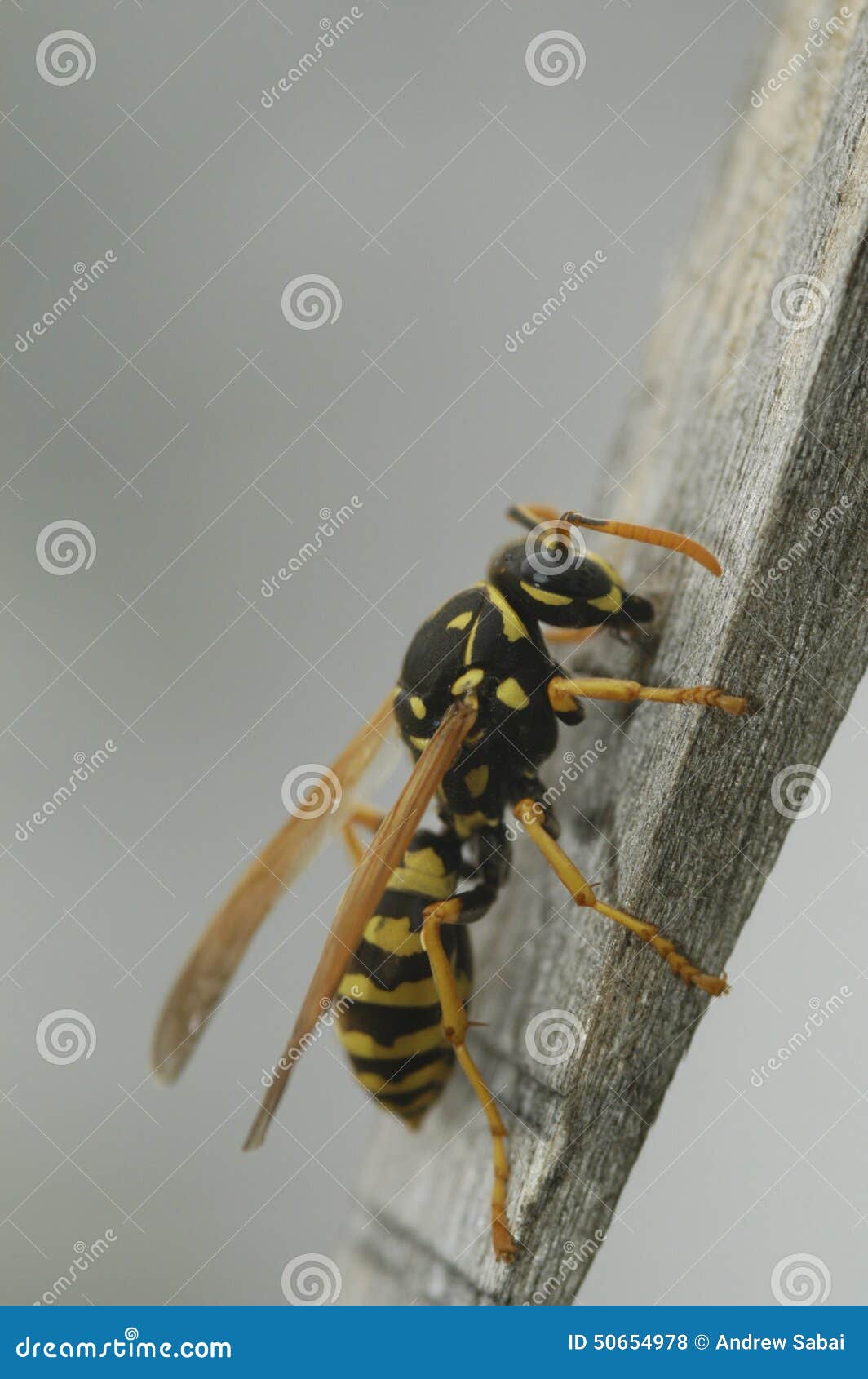 Document Wesp Die Document Maken Stock Foto - Image of steek, hout ...