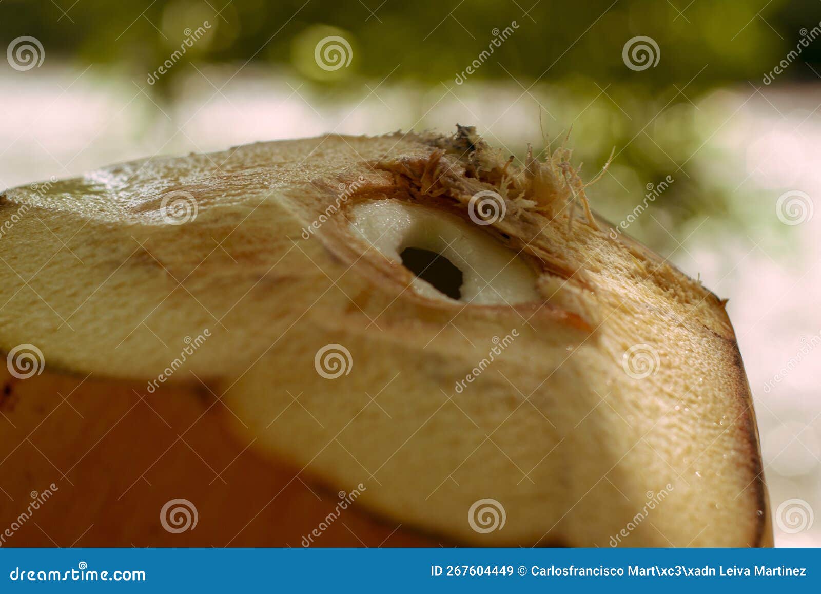 Coconut in the Peruvian Amazon Stock Image - Image of tree, insect ...
