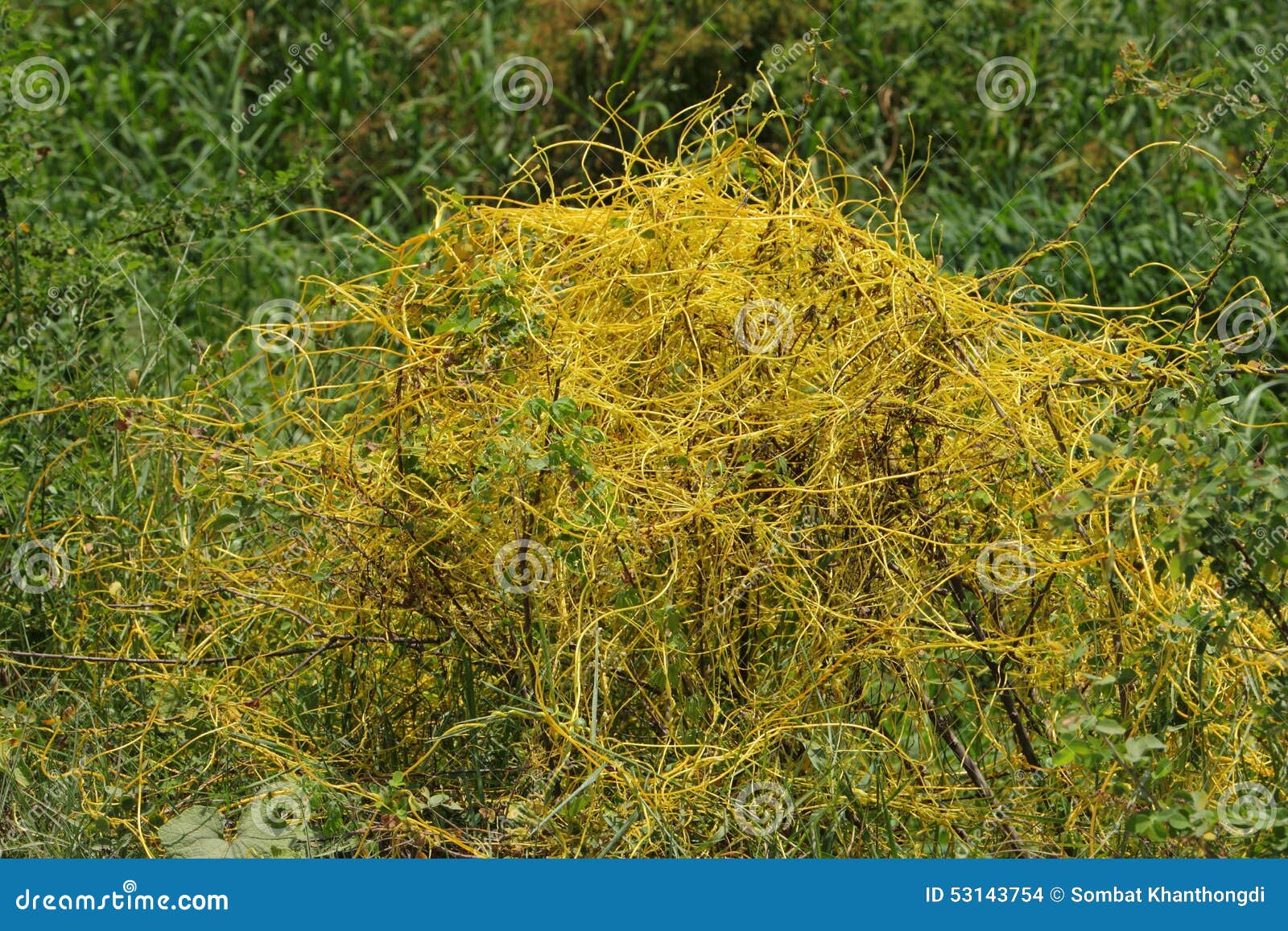 Dodder Stockfoto's - Download 503 Royalty Free Photos