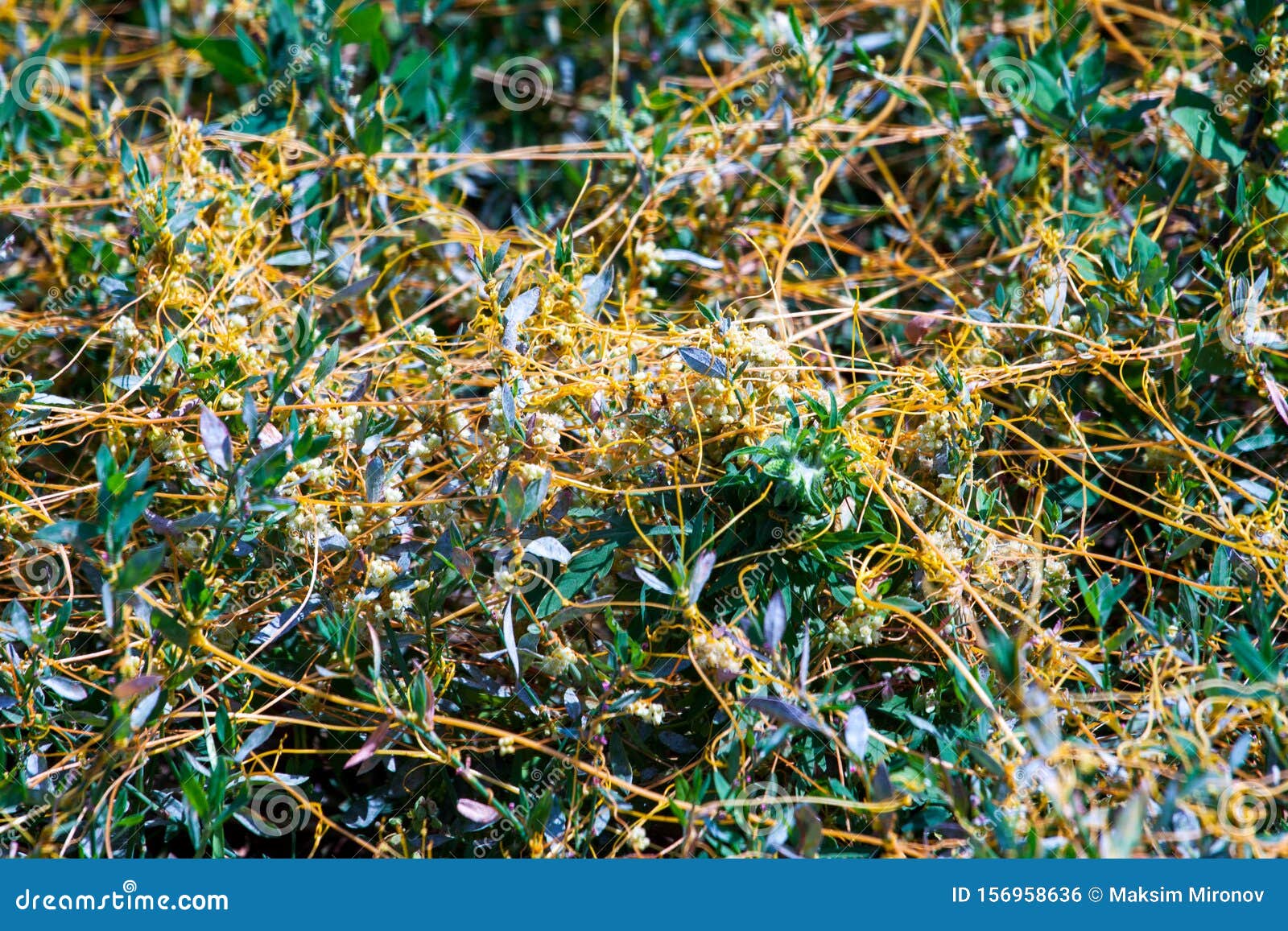 Dodder Genus Cuscuta Est L'emballage Du Parasite Photo stock - Image du ...