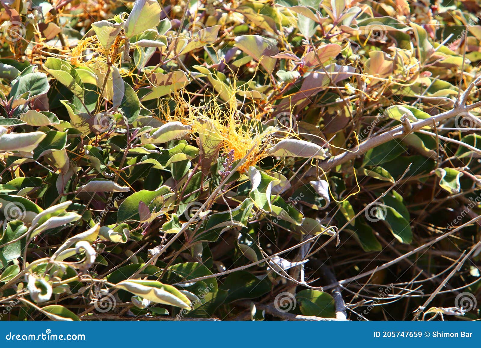Dodder Weed Grows without Leaves and Roots Stock Image - Image of genus ...