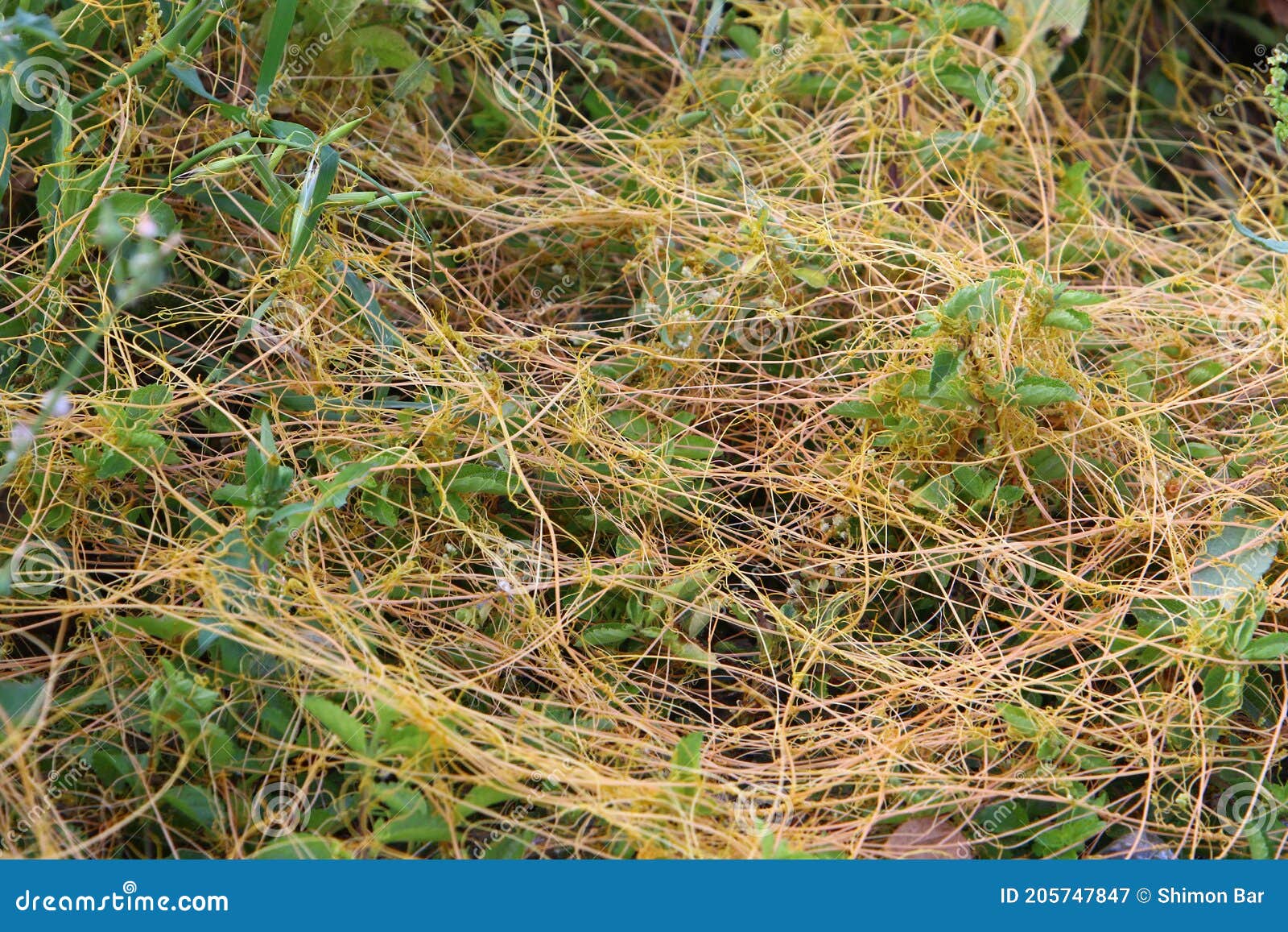 Dodder Weed Grows without Leaves and Roots Stock Image - Image of grass ...