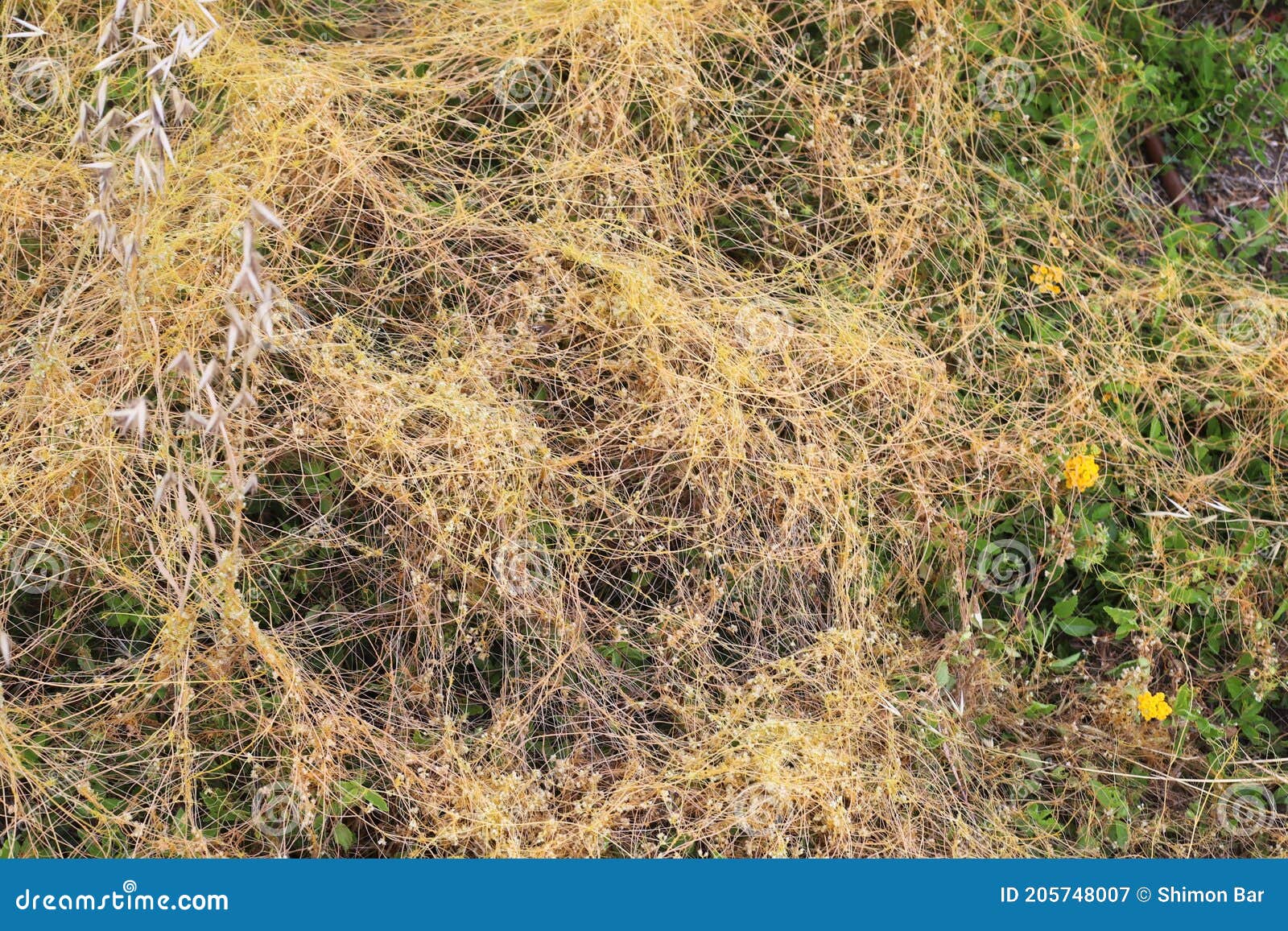 Dodder Weed Grows without Leaves and Roots Stock Image - Image of stem ...