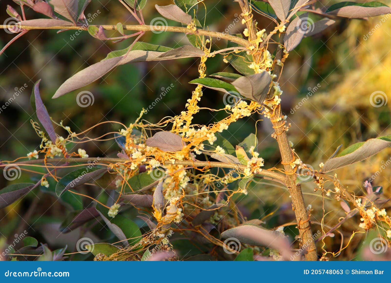 Dodder Weed Grows without Leaves and Roots Stock Image - Image of ...