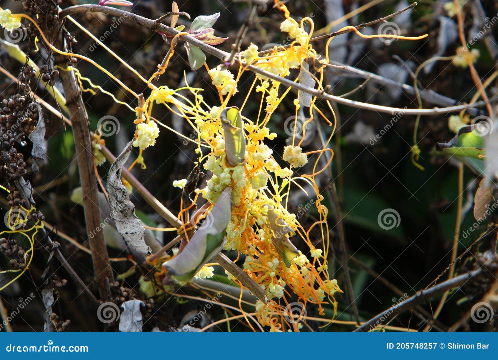 Dodder Weed Grows without Leaves and Roots Stock Image - Image of tree ...