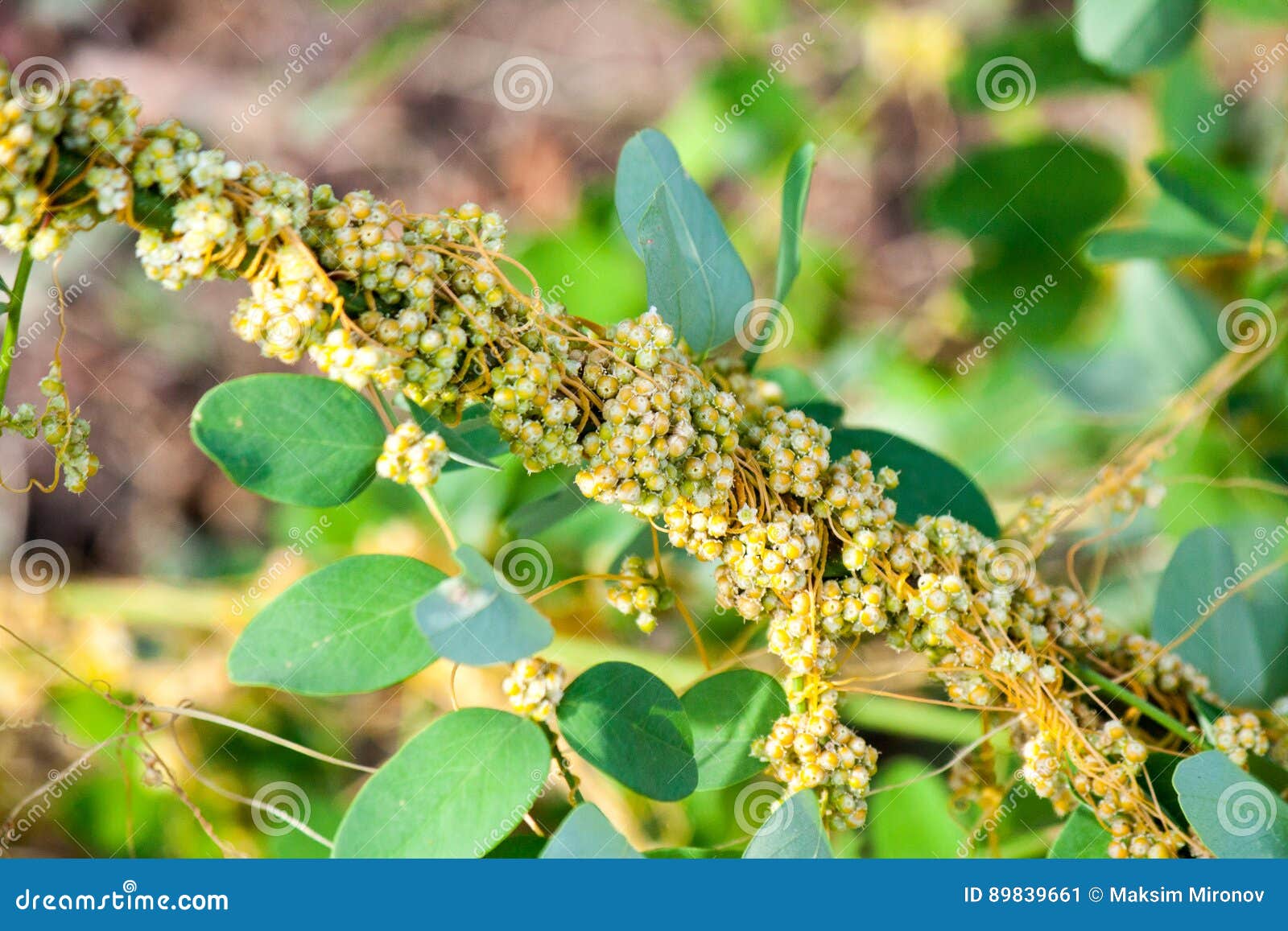 Dodder Genus Cuscuta is Parasitic Plants Stock Image - Image of garden ...
