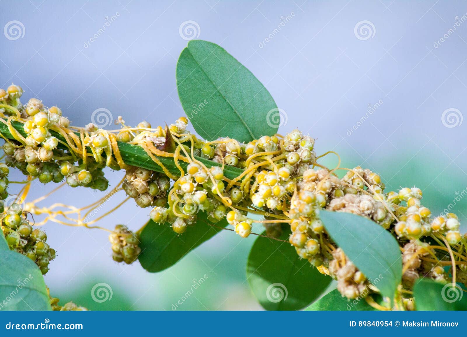 Dodder Genus Cuscuta is Parasitic Plants Stock Photo - Image of feed ...