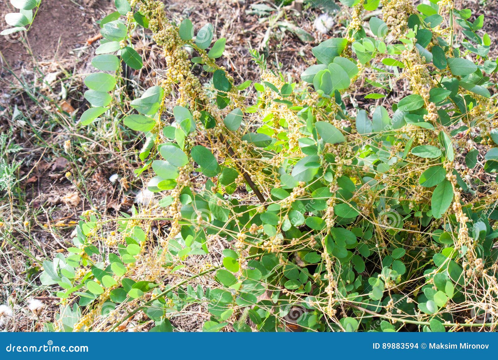 Dodder Genus Cuscuta is Parasitic Plants Stock Photo - Image of ...