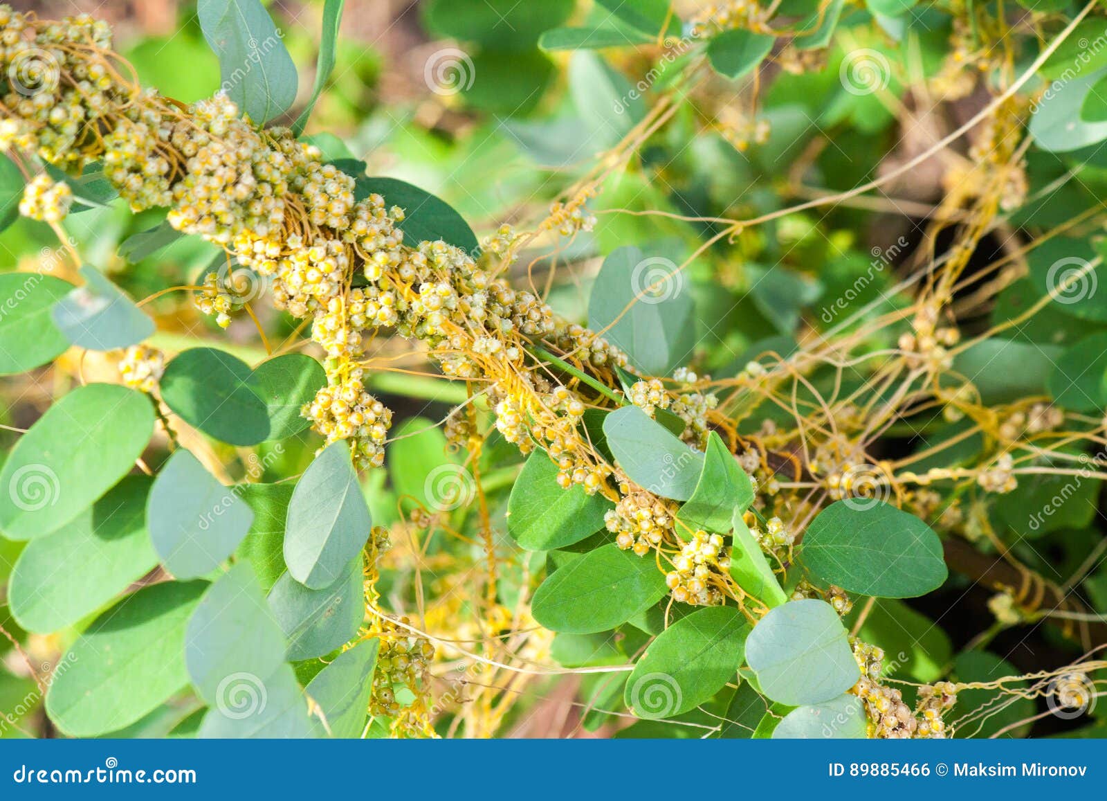 Dodder Genus Cuscuta is Parasitic Plants Stock Photo - Image of ...