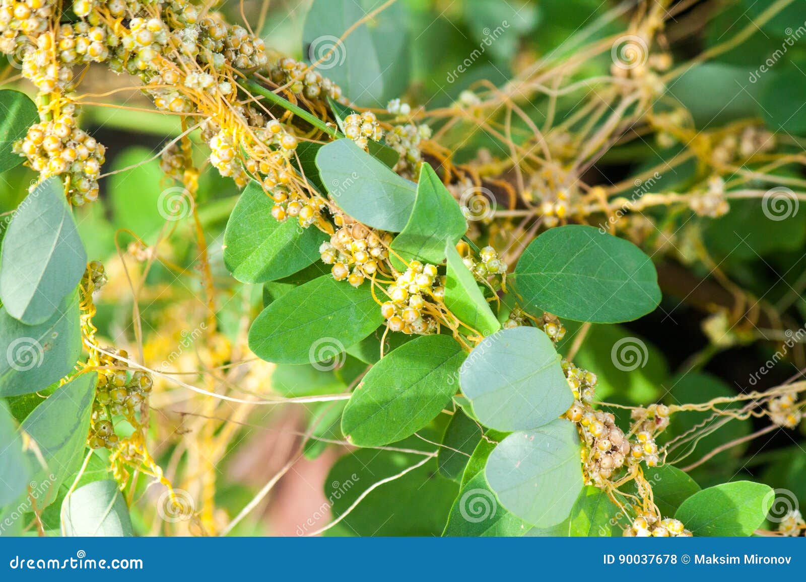 Dodder Genus Cuscuta is Parasitic Plants Stock Photo - Image of natural ...