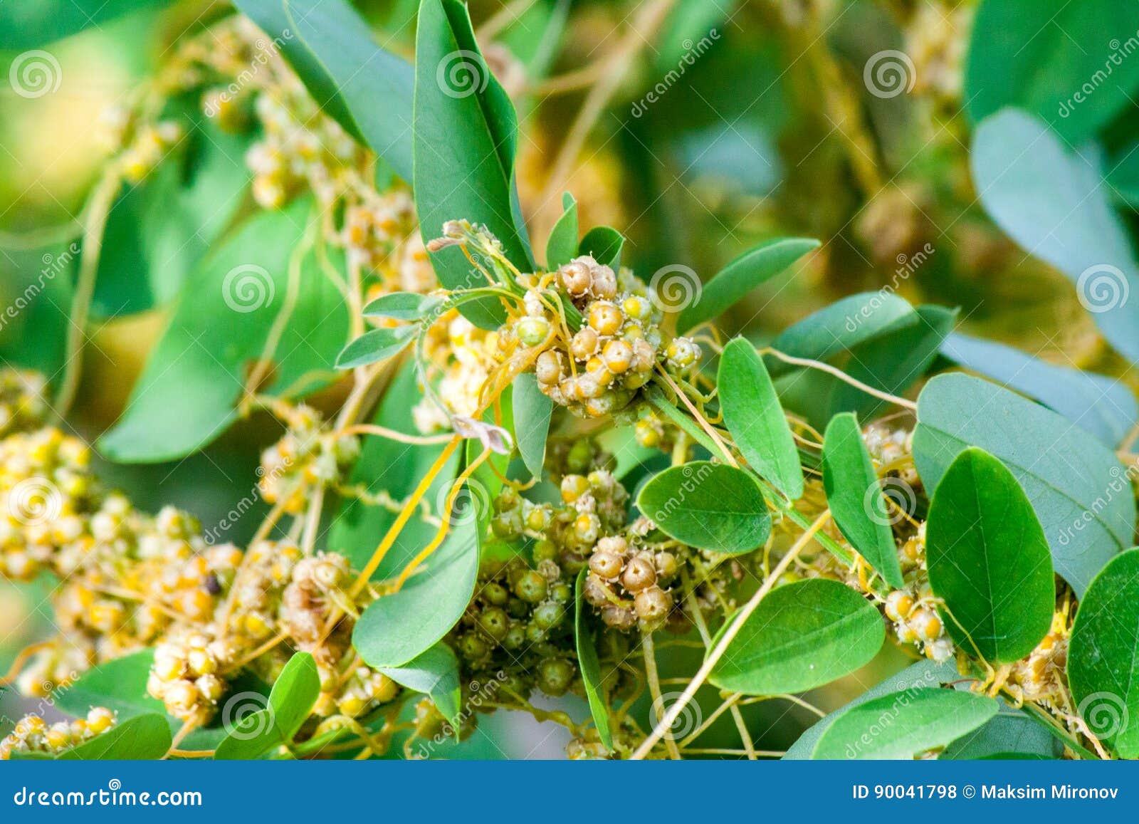 Dodder Genus Cuscuta is Parasitic Plants Stock Photo - Image of america ...