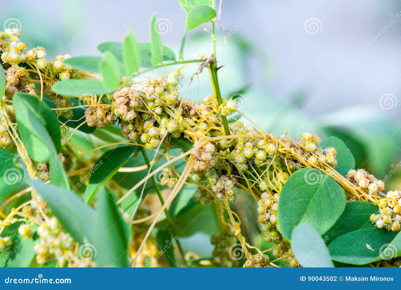 Dodder Genus Cuscuta is Parasitic Plants Stock Photo - Image of midwest ...