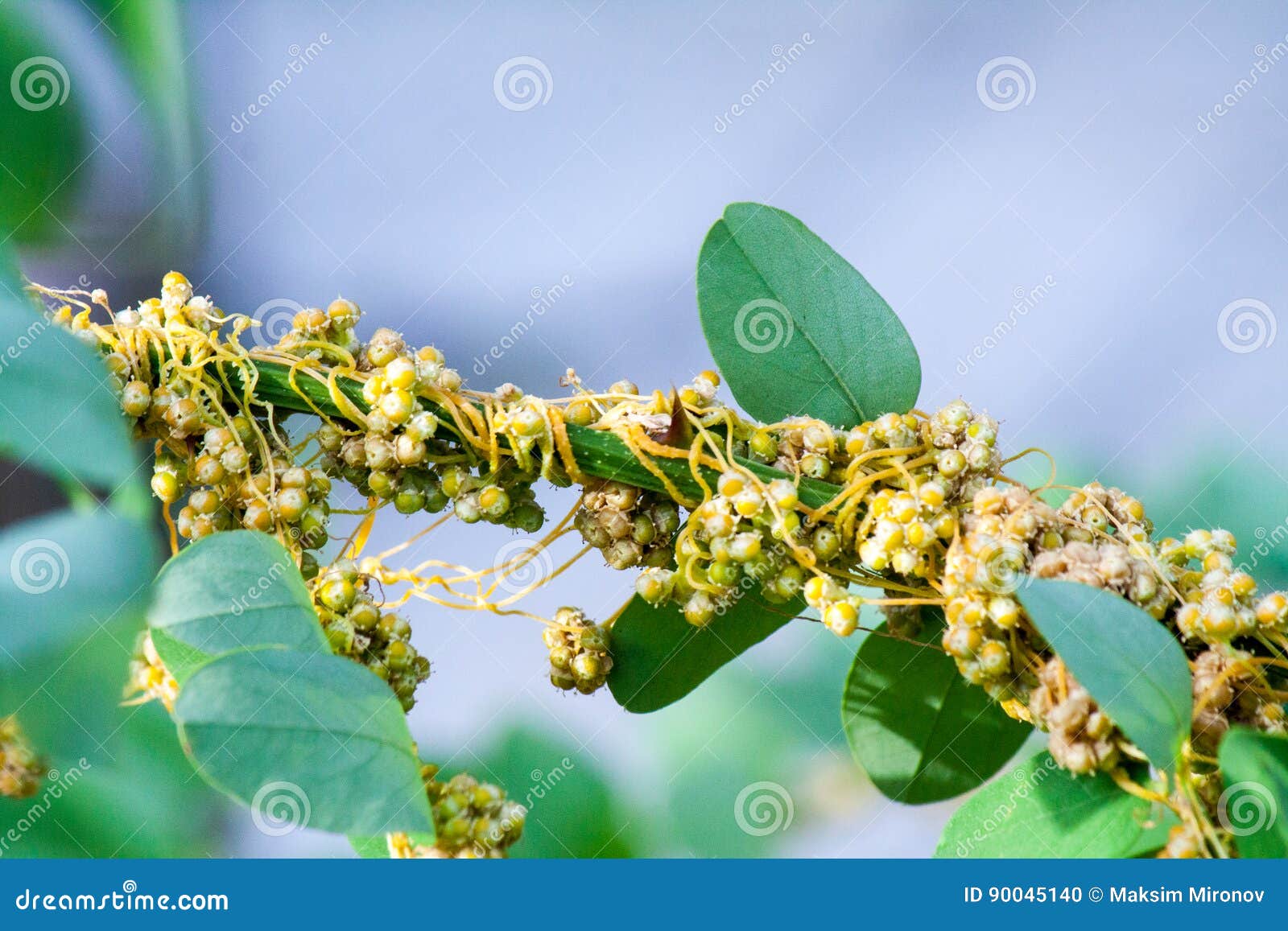 Dodder Genus Cuscuta is Parasitic Plants Stock Photo - Image of ...