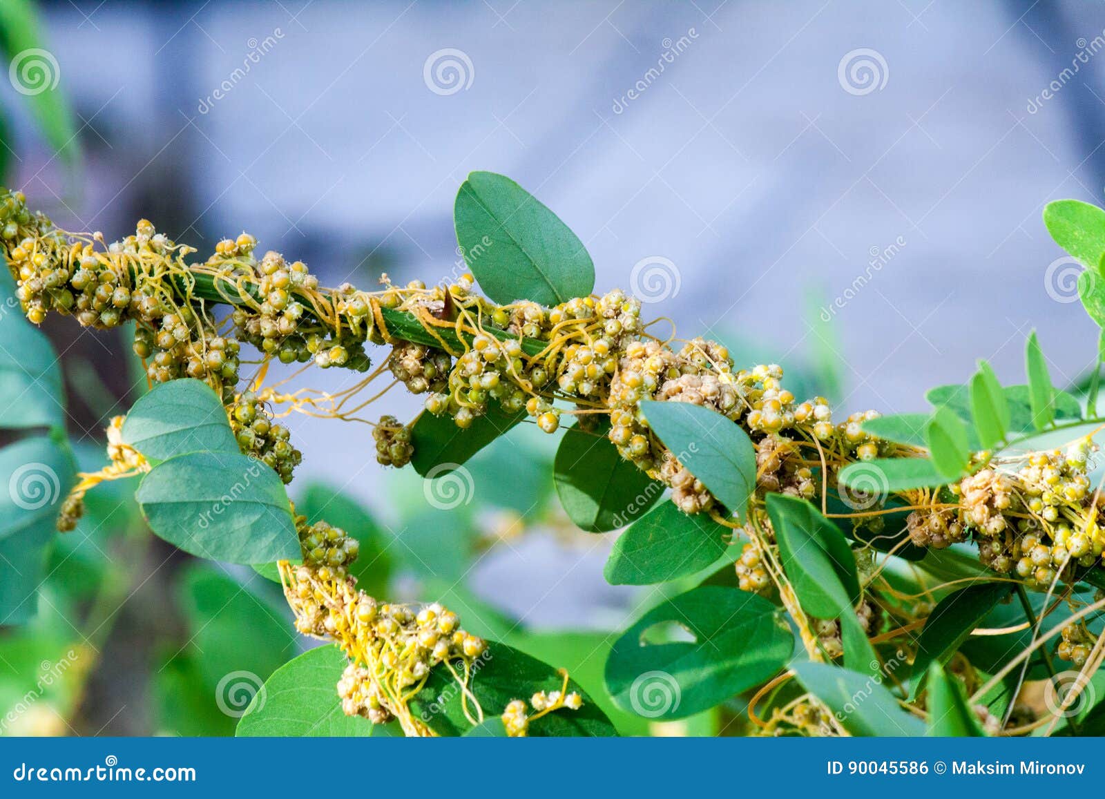 Dodder Genus Cuscuta is Parasitic Plants Stock Photo - Image of feed ...