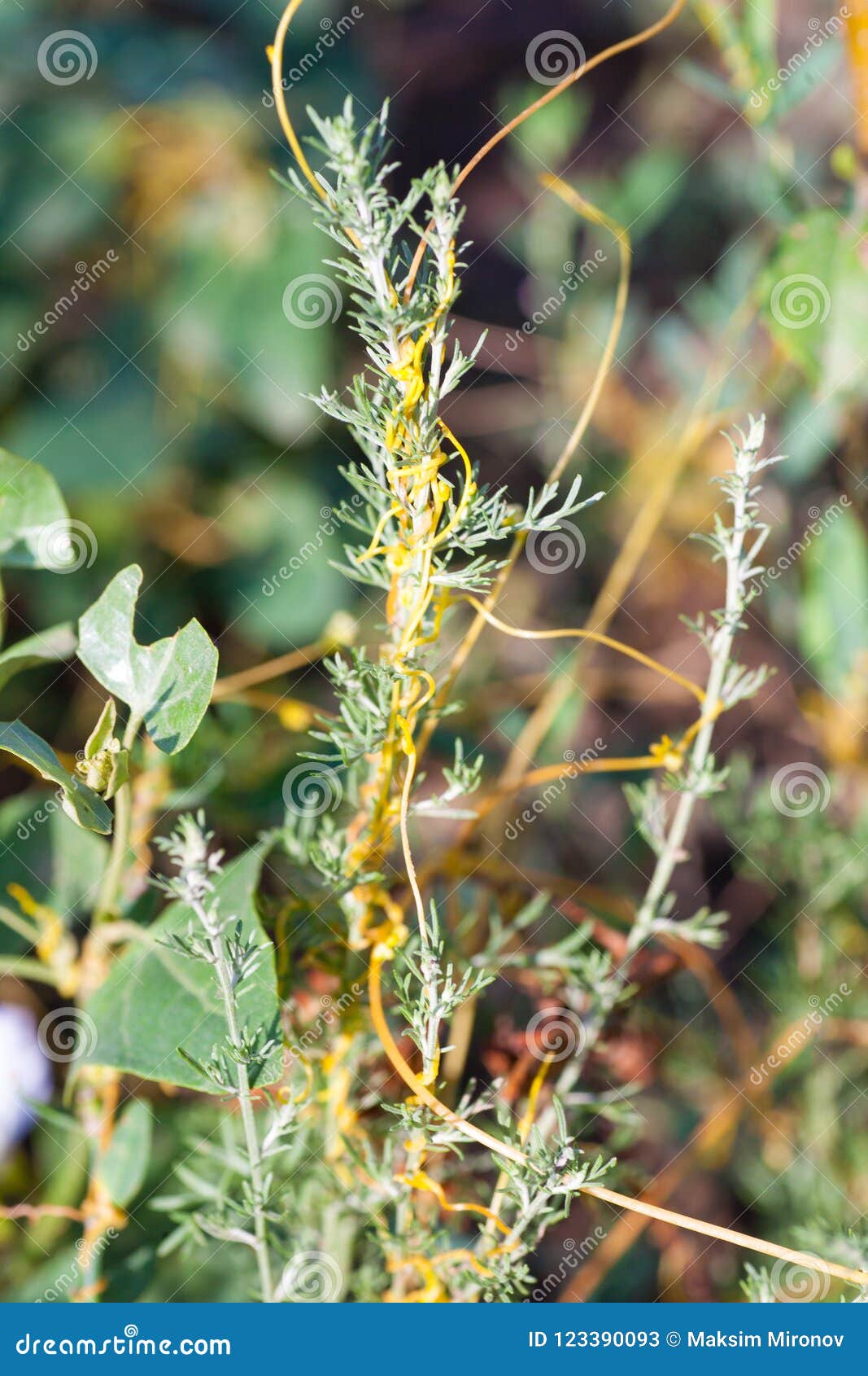 Dodder Genus Cuscuta is Parasitic and Totally Dependent on Other Host ...